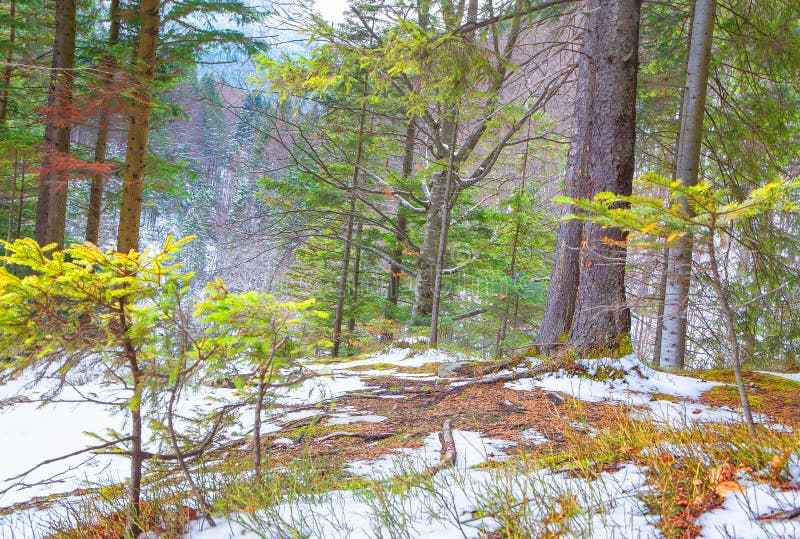Early spring in forest stock photo. Image of trunks - 104619136