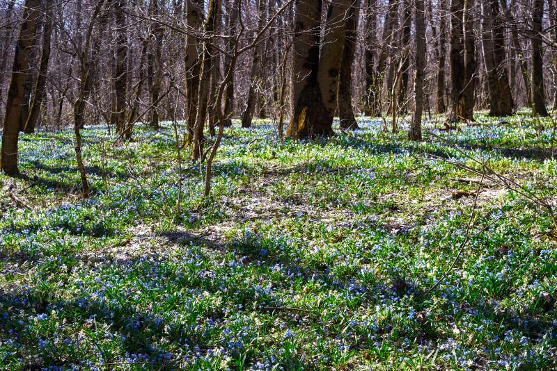 Early Spring Forest First Flowers Stock Photo - Image of flower, bloom ...