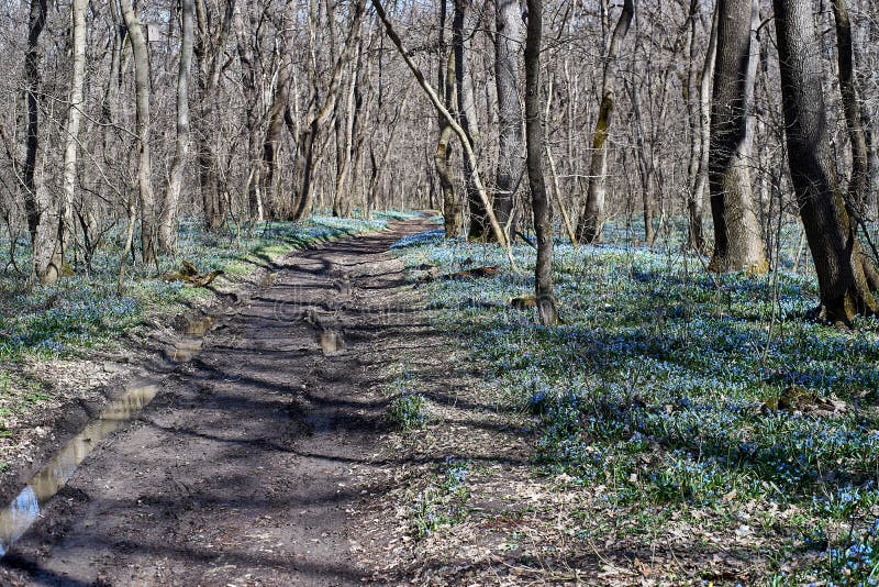 Early Spring Forest First Flowers Stock Image - Image of march, early ...