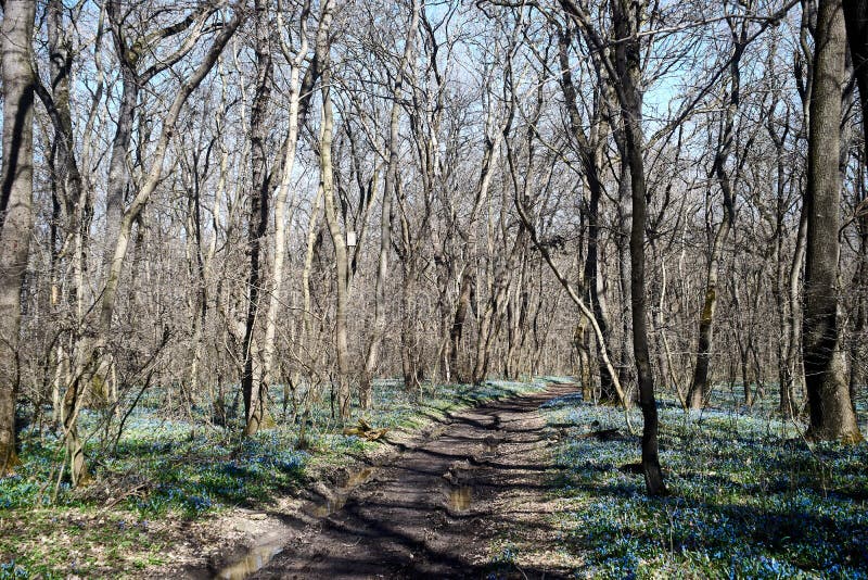 Early Spring Forest First Flowers Stock Image - Image of springtime ...