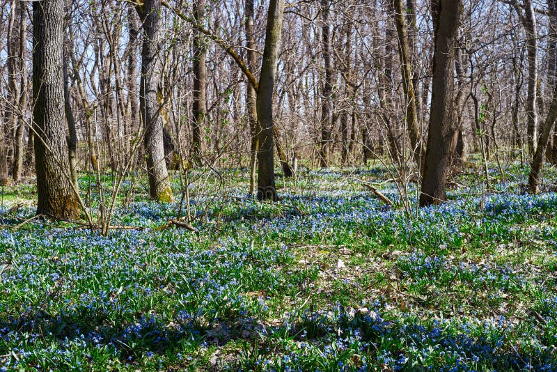 Early Spring Forest First Flowers Stock Image - Image of environment ...