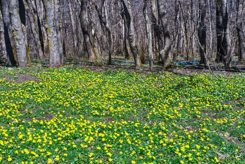 Early Spring Forest First Flowers Stock Photo - Image of scilla, blue ...