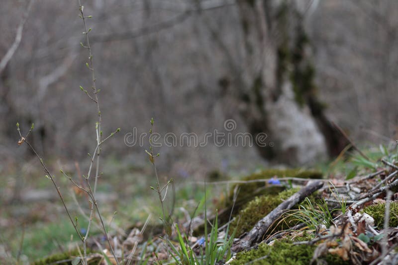 Early spring in the woods stock image. Image of leaf - 177313237