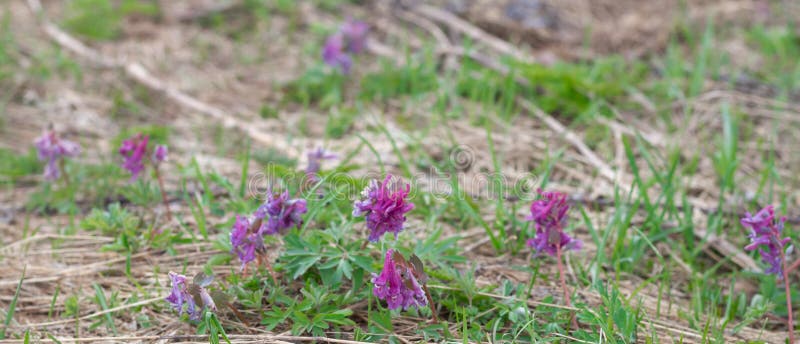 Early Spring Forest Flower Purple Crested Blooms in a Clearing Stock ...