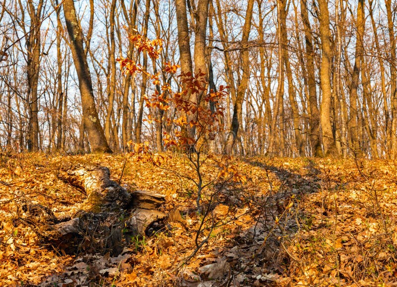 Early spring in the forest stock photo. Image of light - 144505410