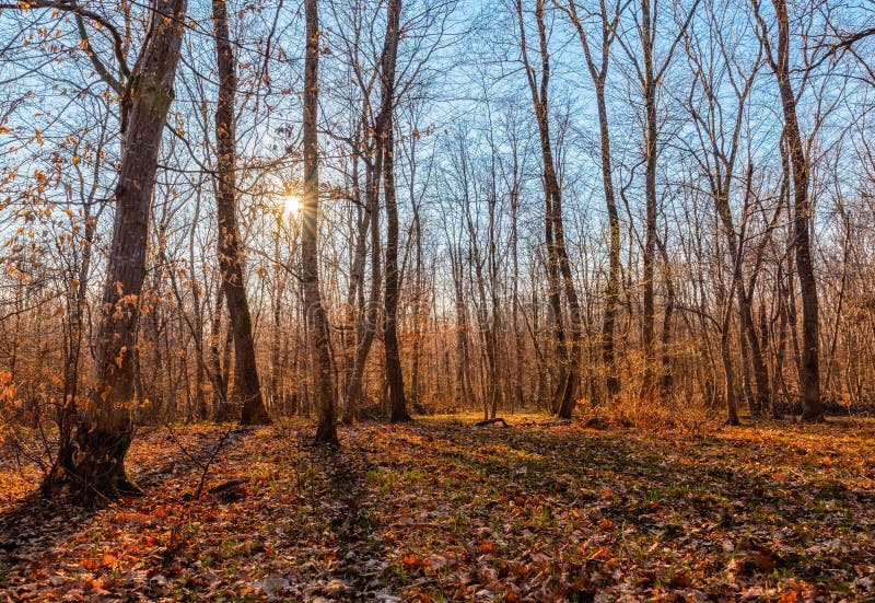 Early spring in the forest stock photo. Image of light - 144505952