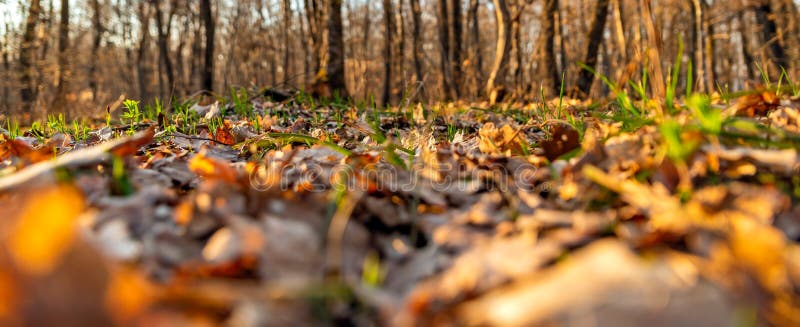 Early spring in the forest stock image. Image of colors - 144506405