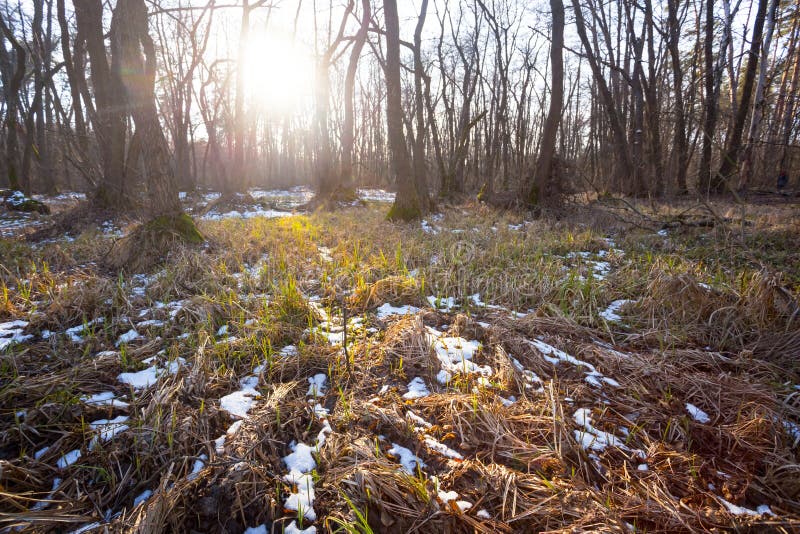 Early spring forest glade stock photo. Image of scenery - 174073578