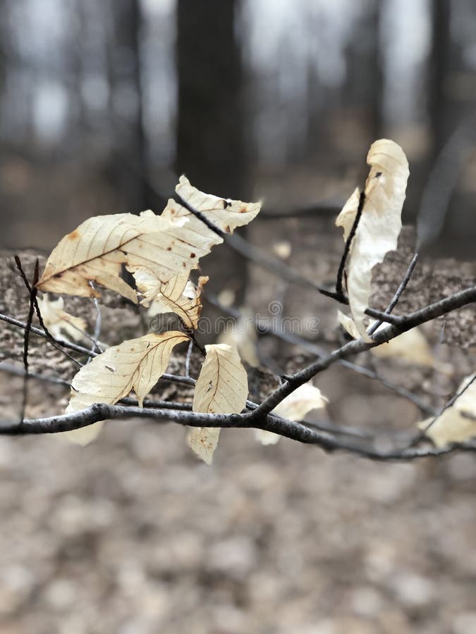Fall Leaves Clinging on As Spring Breaks Stock Photo - Image of spring ...