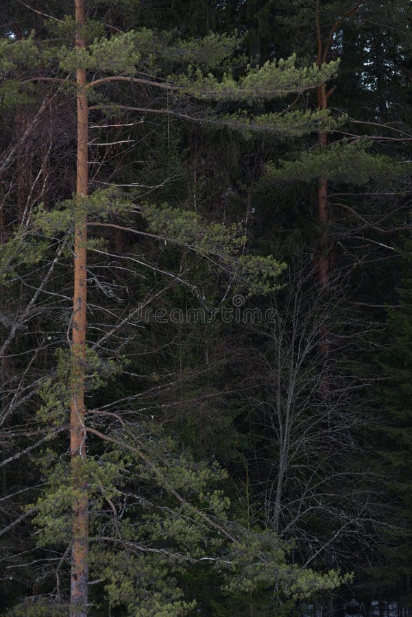 Early spring in forest stock photo. Image of green, light - 177182172