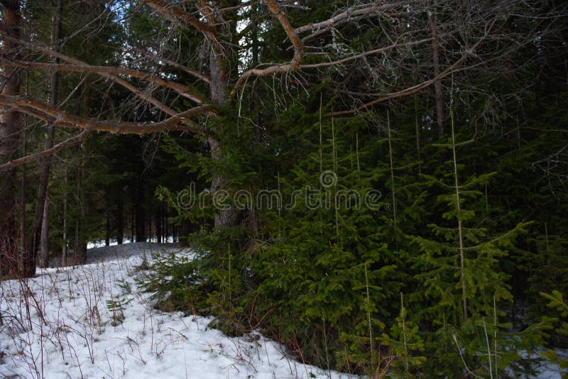 Early spring in forest stock image. Image of shadows - 177182795