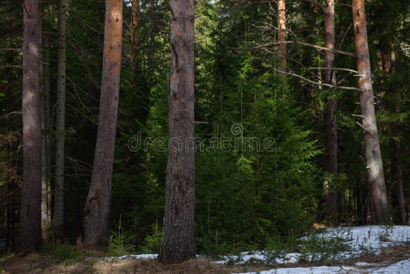 Early spring in forest stock photo. Image of branches - 177182844