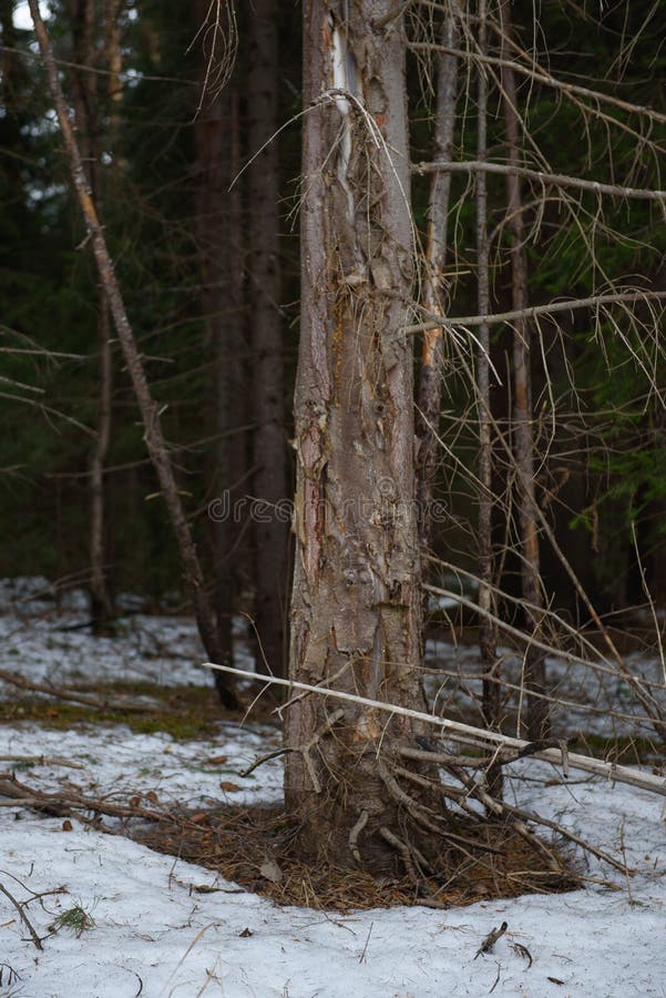 Early spring in forest stock image. Image of green, cold - 177182973
