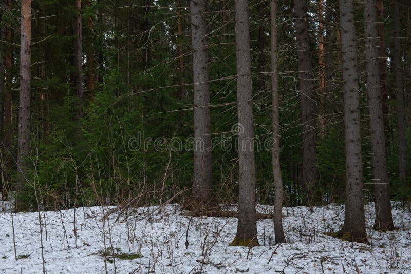 Early spring in forest stock image. Image of environment - 177183551