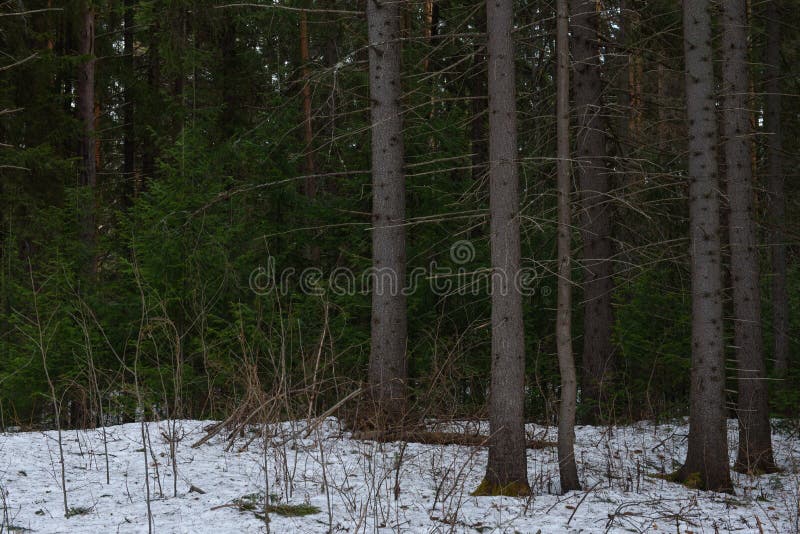 Early spring in forest stock image. Image of grass, light - 177183721