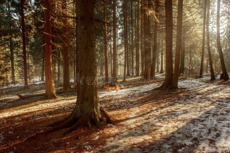 Early Spring Forest Landscape in a March Day Stock Image - Image of ...