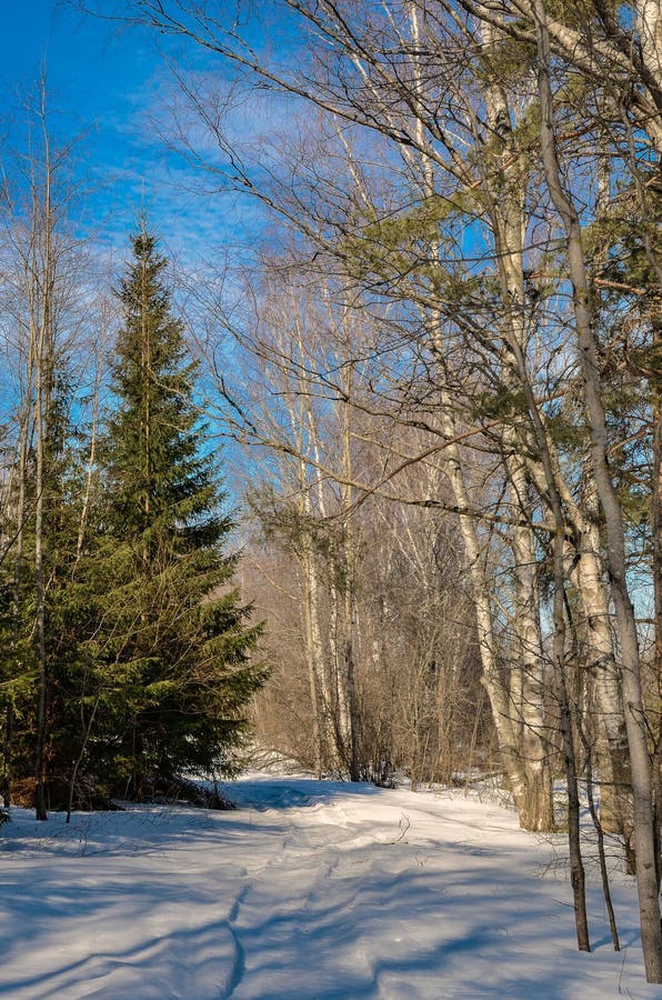 Early spring in forest stock image. Image of light, scene - 69654655
