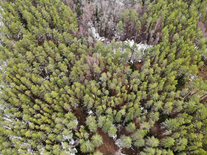 Early Spring Forest with Little Snow. Aerial Drone View. Flying Over ...