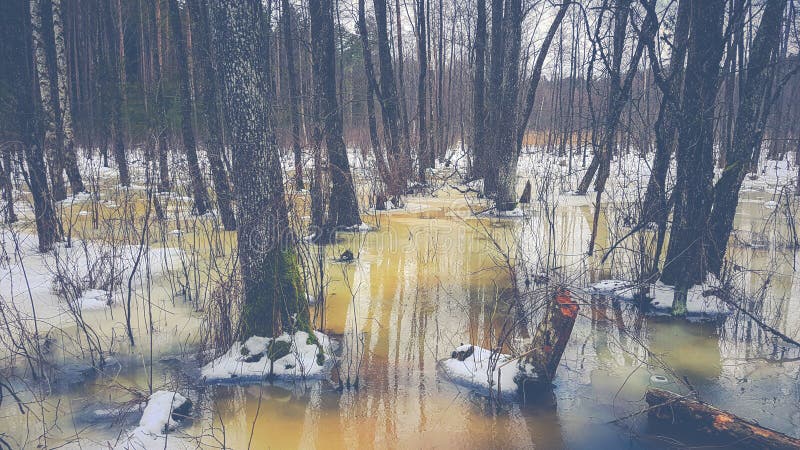 Early Spring Forest Melting Stock Photo - Image of water, spring: 140611612