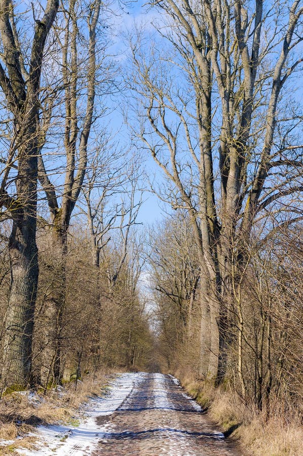 Early Spring in the Forest. Spring in the Park. a Forest Road in the ...