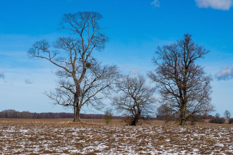 Early Spring in the Forest. Spring in the Park. a Forest Road in the ...