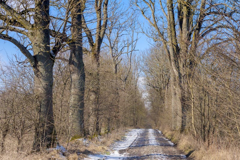 Early Spring in the Forest. Spring in the Park. a Forest Road in the ...