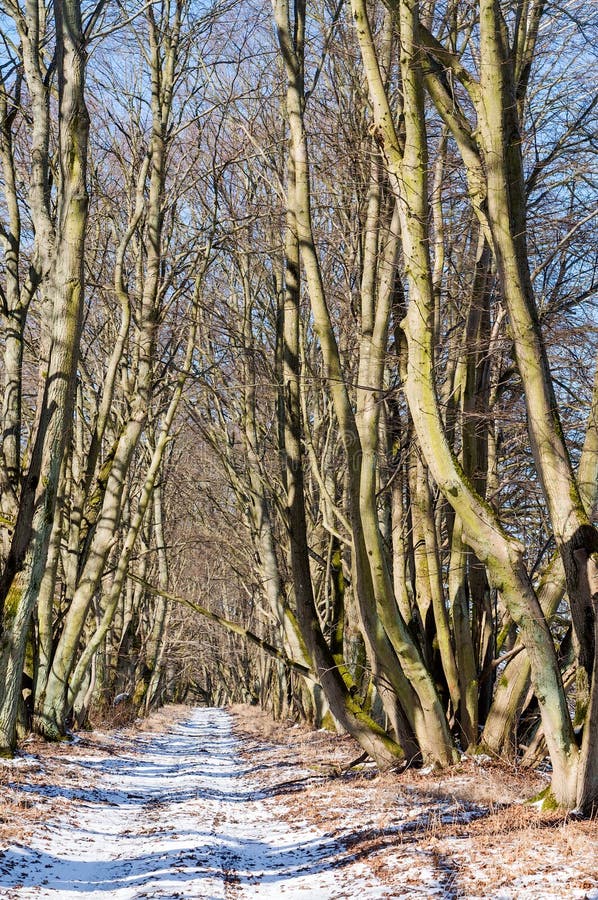 Early Spring in the Forest. Spring in the Park. a Forest Road in the ...