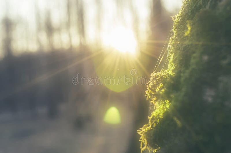 Early spring forest stock image. Image of environment - 114506211