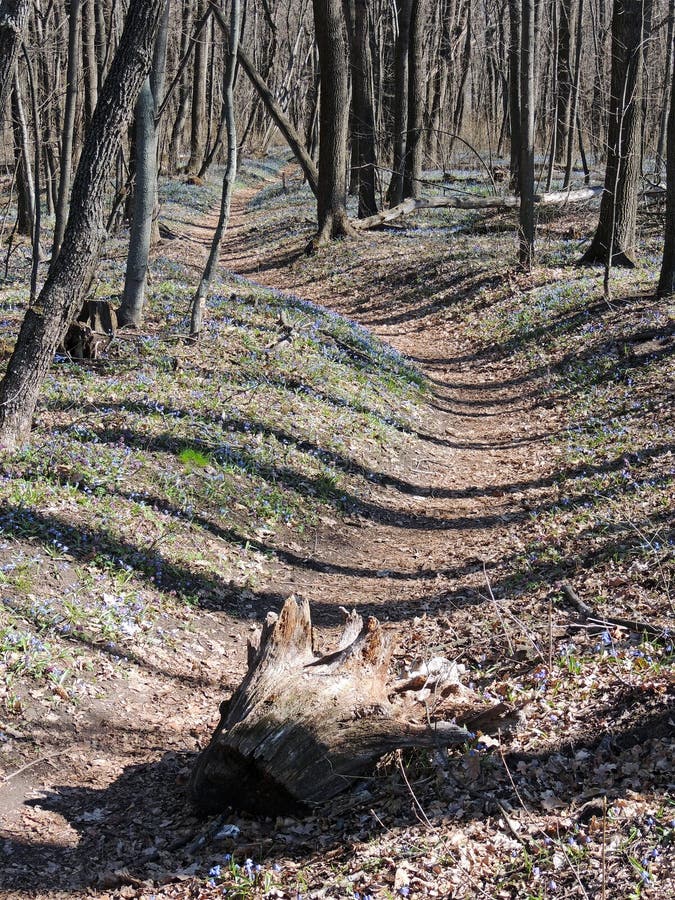 Early Spring Forest Path among Snowdrops Stock Image - Image of bole ...