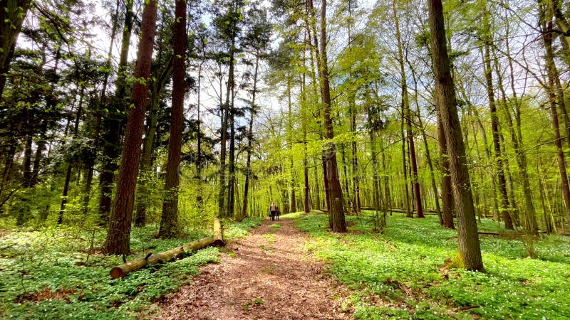 Early Spring Forest in Poland. People Walking through Path Stock Video ...