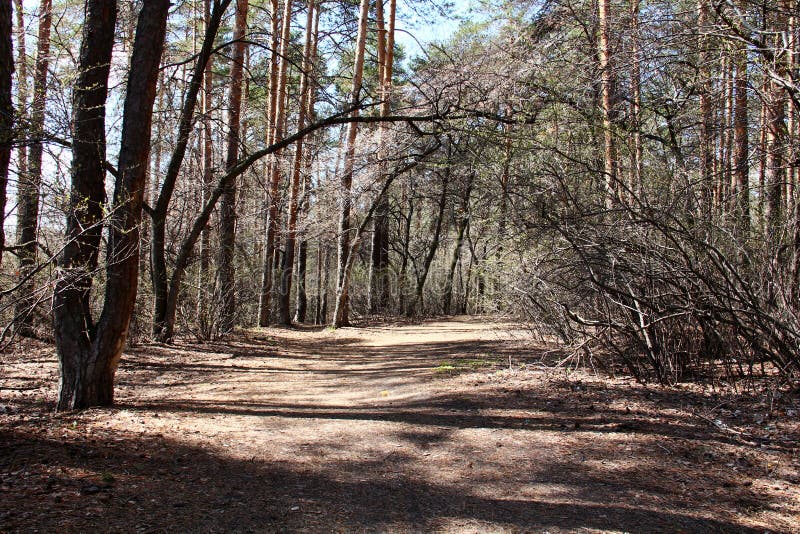 Early spring forest road stock photo. Image of trees - 43770730