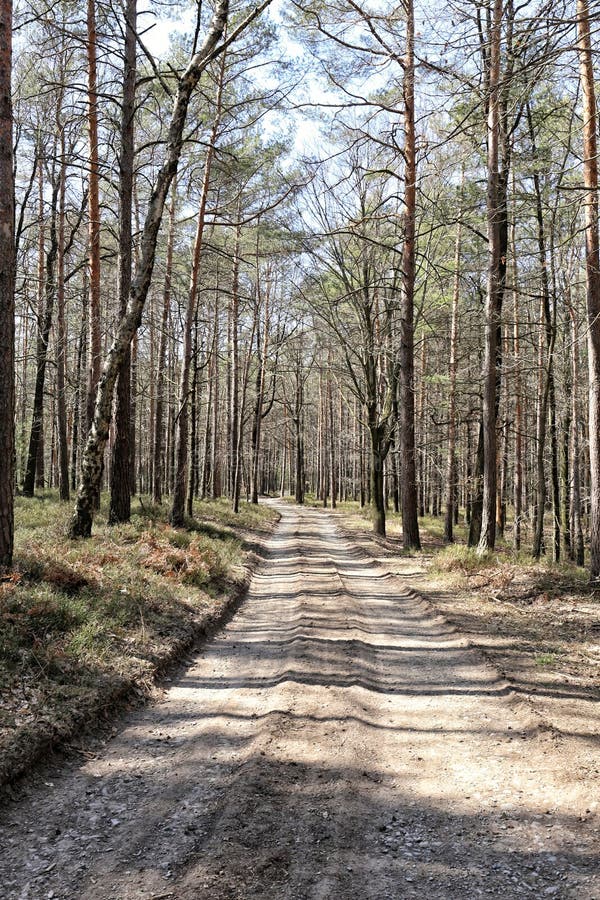 Early Spring Forest Road between Trees Stock Image - Image of wood ...
