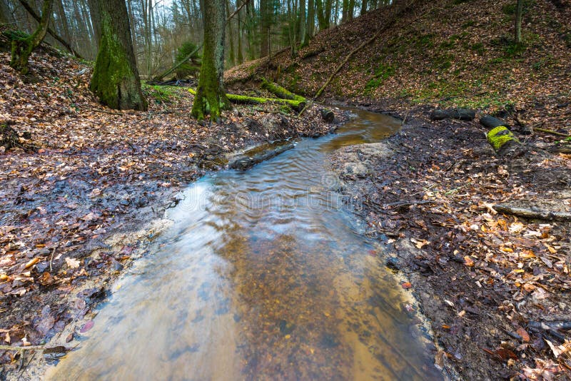 Early Spring Forest with Small Stream Landscape Stock Image - Image of ...