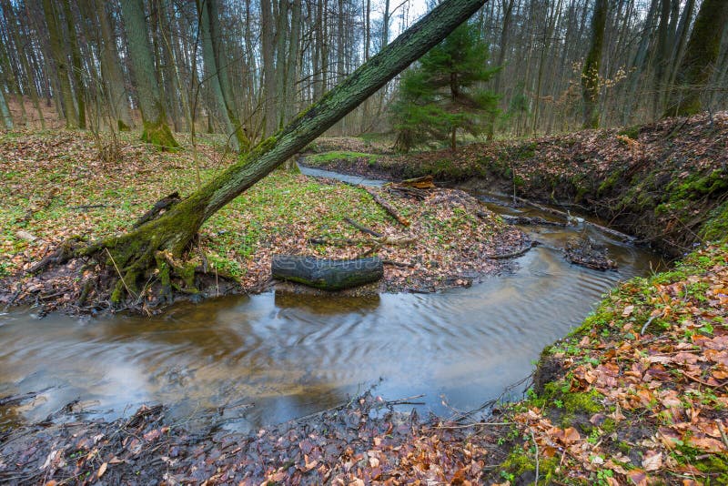 Early Spring Forest with Small Stream Landscape Stock Photo - Image of ...