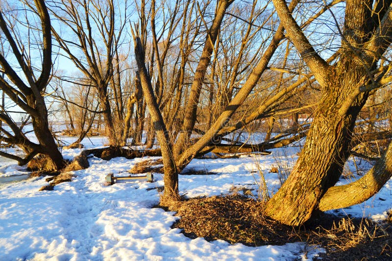 Early Spring in the Forest. the Snow is Melting. Stock Photo - Image of ...