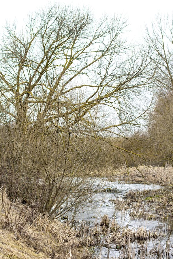 Early Spring in the Forest. Spring Stock Image - Image of flow ...
