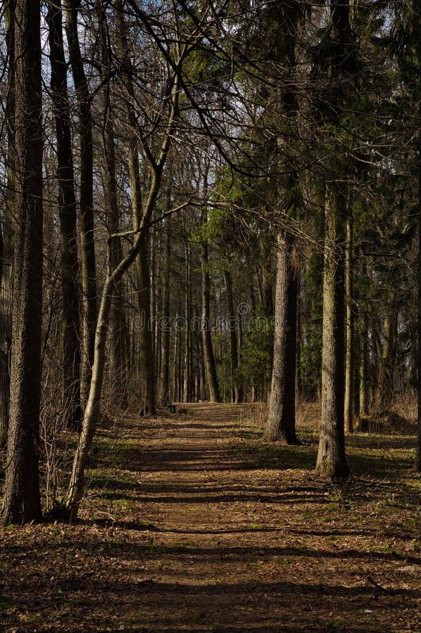 Early Spring in the Forest. Stock Image - Image of trees, nature: 183874889