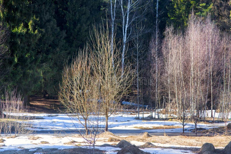 Early spring forest stock photo. Image of morning, mist - 89369460