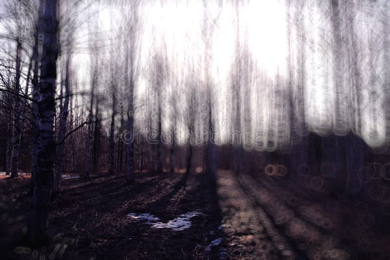 Early spring in forest stock photo. Image of gold, field - 69398098