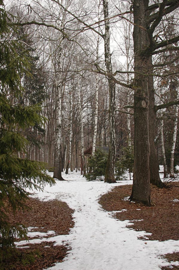 Early Spring in the Forest. Thawing on the Ground. the Snow is Melting ...
