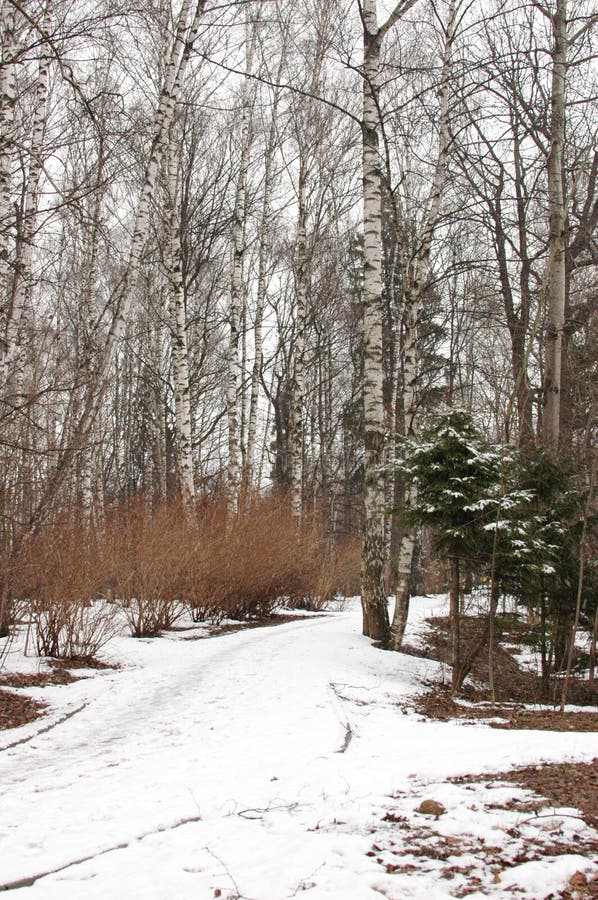 Early Spring in the Forest. Thawing on the Ground. the Snow is Melting ...