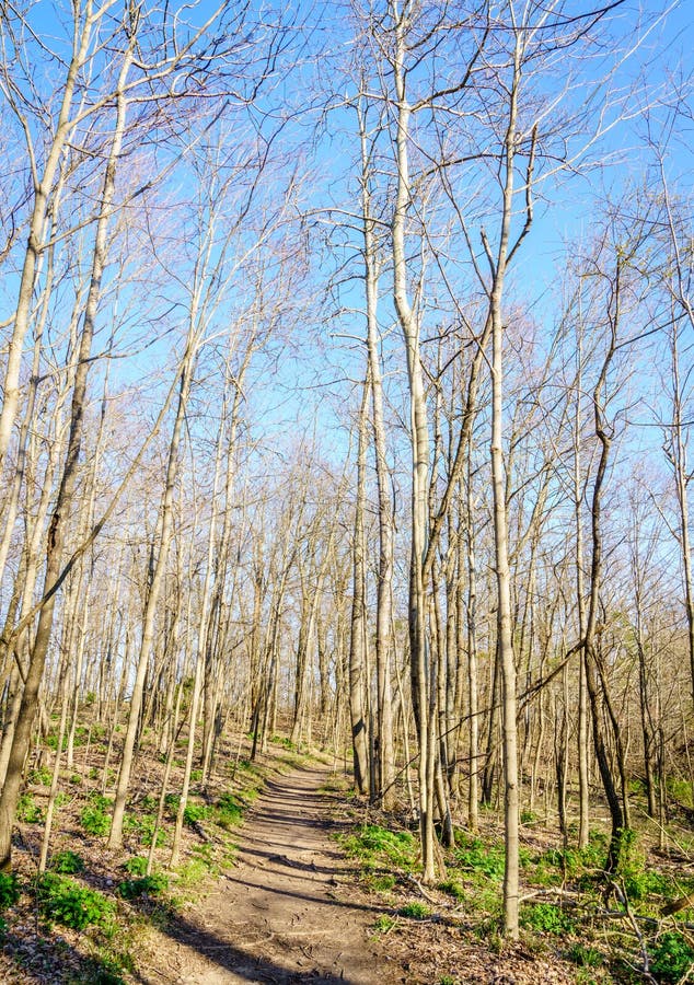 Early spring forest trail stock photo. Image of nature - 223338226