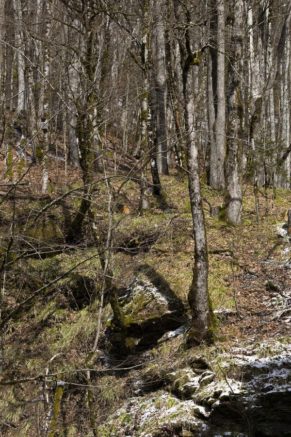 Early Spring in the Forest. Tree Trunks, Young Grass and Remnants of ...