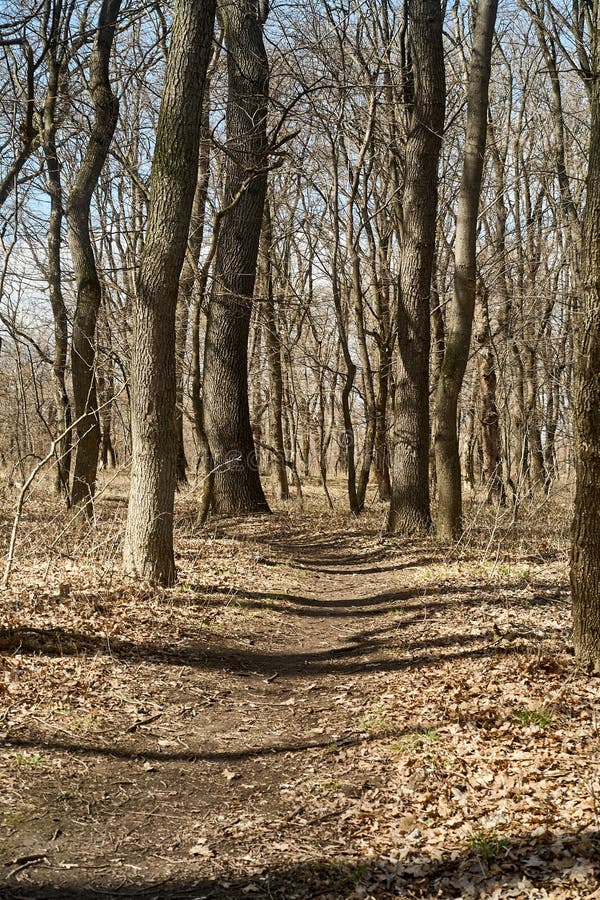 Leafless spring trees stock photo. Image of walkway - 122803156