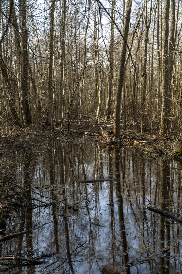 Early Spring Forest Trees Reflection in Water Stock Image - Image of ...