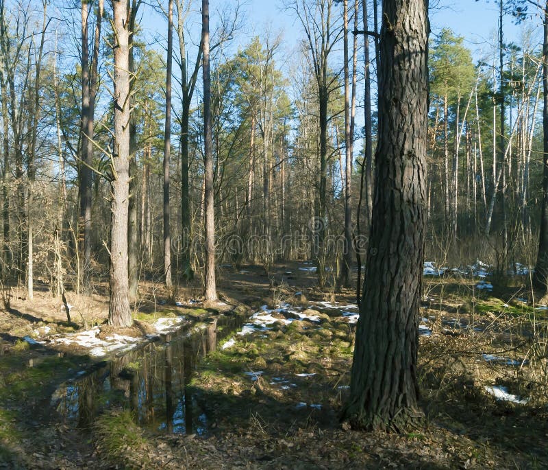 Early spring in the forest stock photo. Image of snow - 139624744