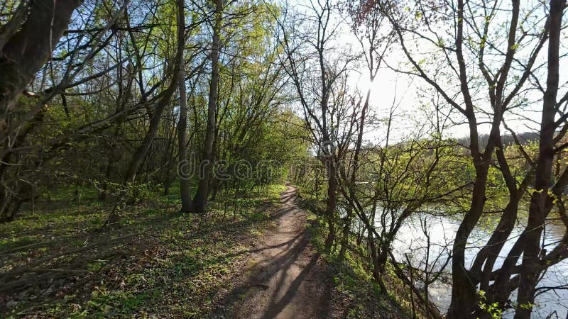Early Spring Forest, Walking Along the River. Fresh Greenery on the ...