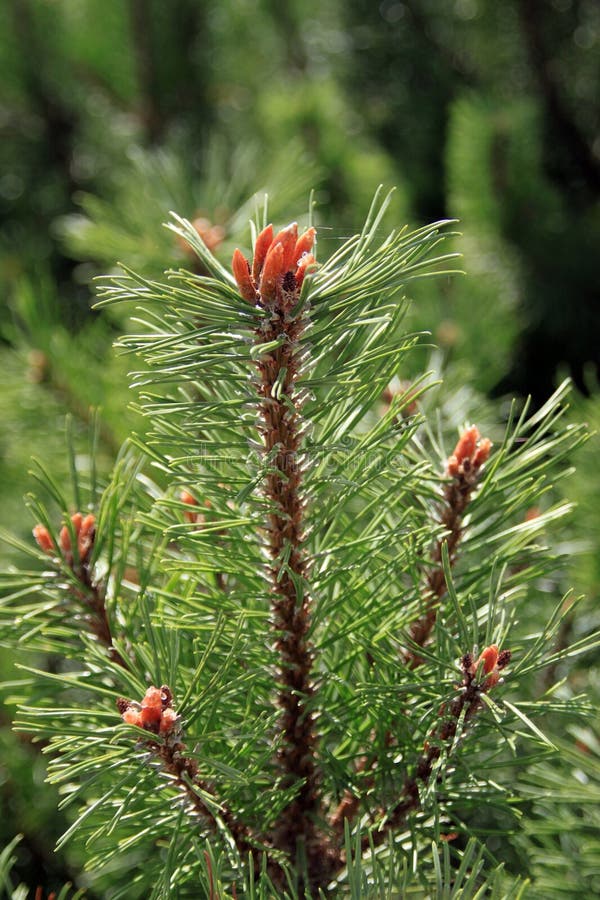 Early spring forest. stock image. Image of closeup, plant - 377237721