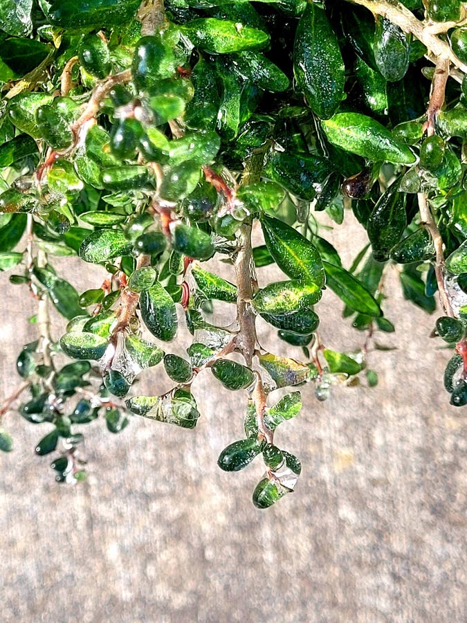 Early spring frost stock photo. Image of newly, damage - 242259576