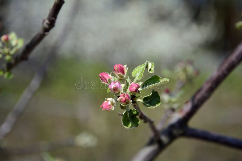 Early Spring in the Garden. the Buds of the Apple Tree are Opened ...